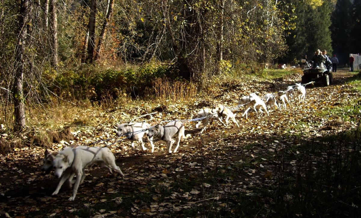 Husky Ranch Volunteering!
